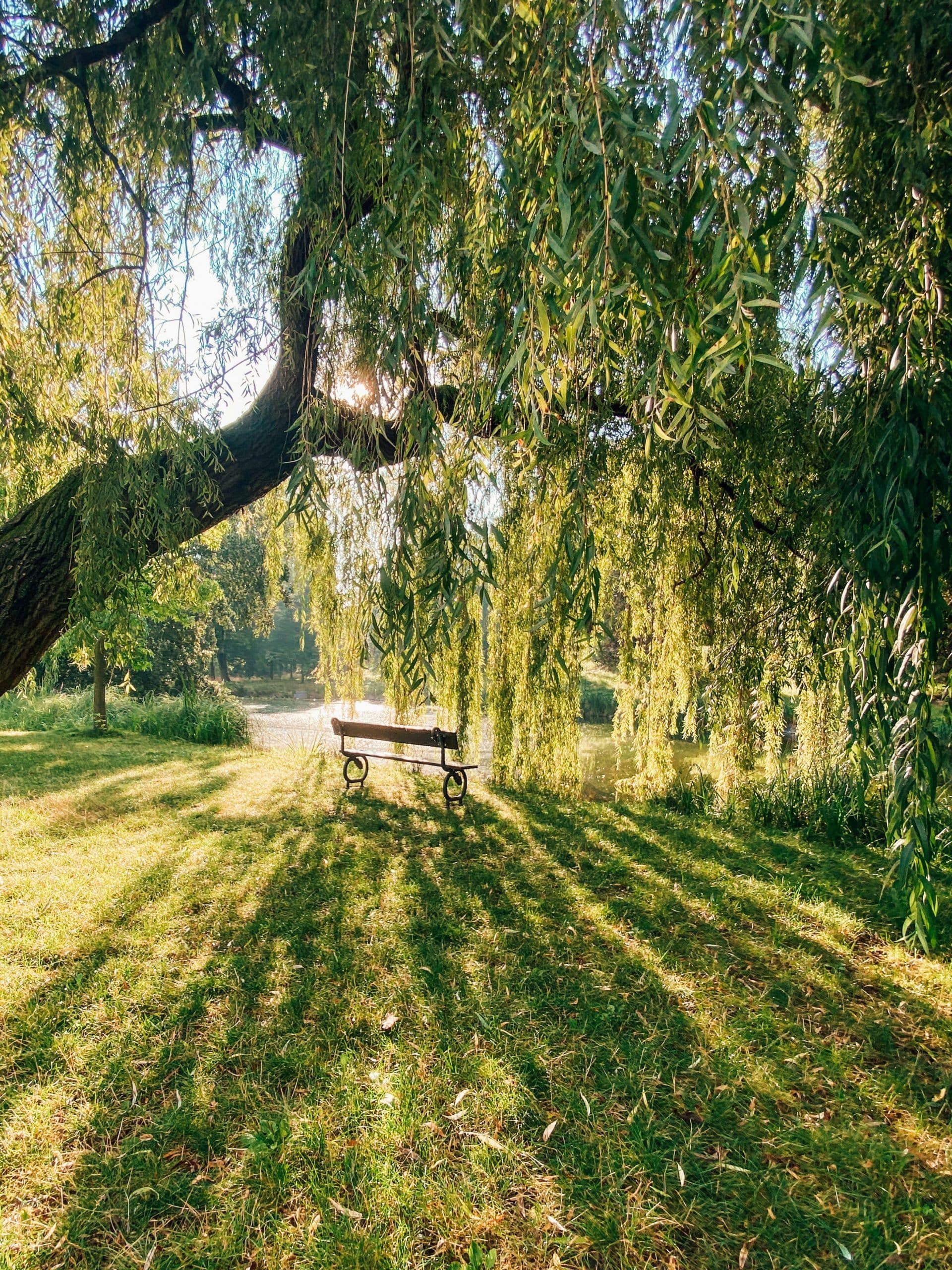 Unveiling the Enchantment of Salix: Discovering the Ecological ...